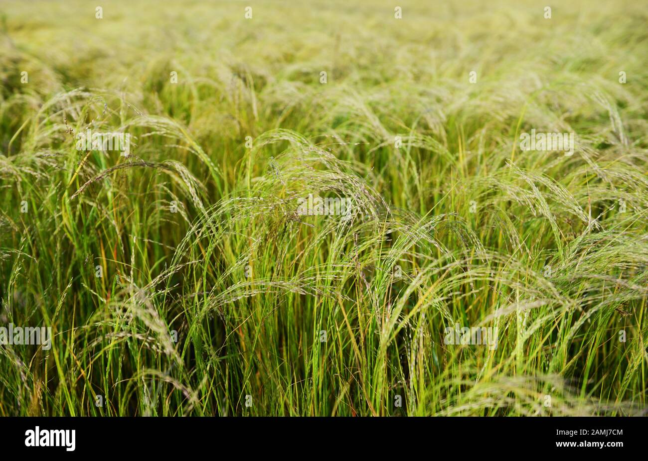 Teff crop in Ethiopia. Teff is used for making Injera- the staple diet ...