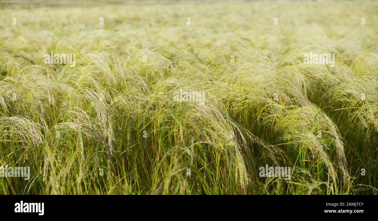 Teff Crop In Ethiopia Teff Is Used For Making Injera The Staple Diet In Ethiopia And Eritrea