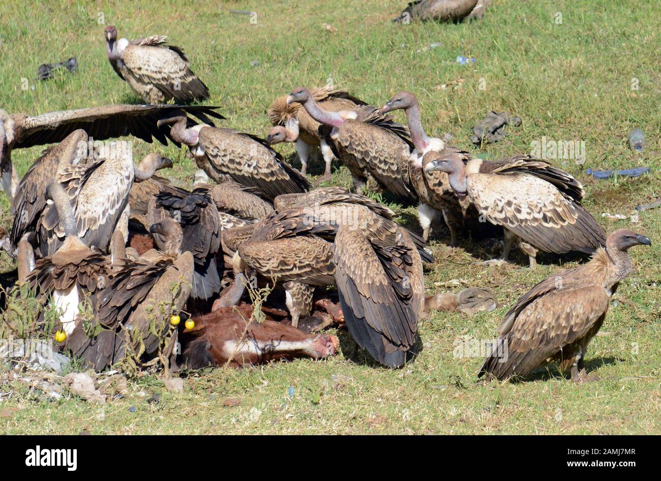 Vultures along the Jimma road in Ethiopia Stock Photo - Alamy
