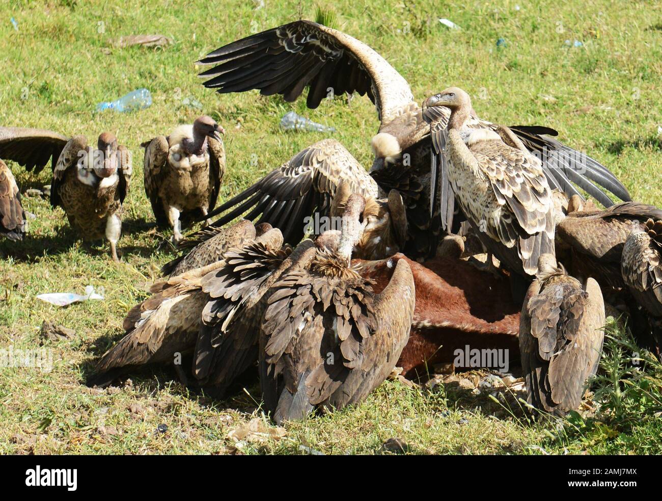 Vultures along the Jimma road in Ethiopia Stock Photo - Alamy