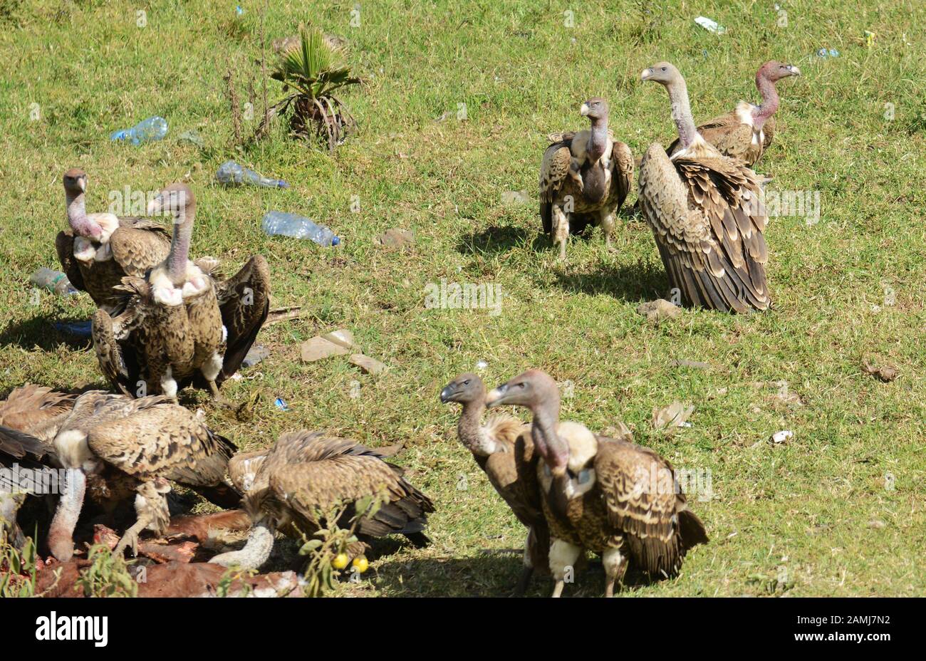 Vultures along the Jimma road in Ethiopia Stock Photo - Alamy