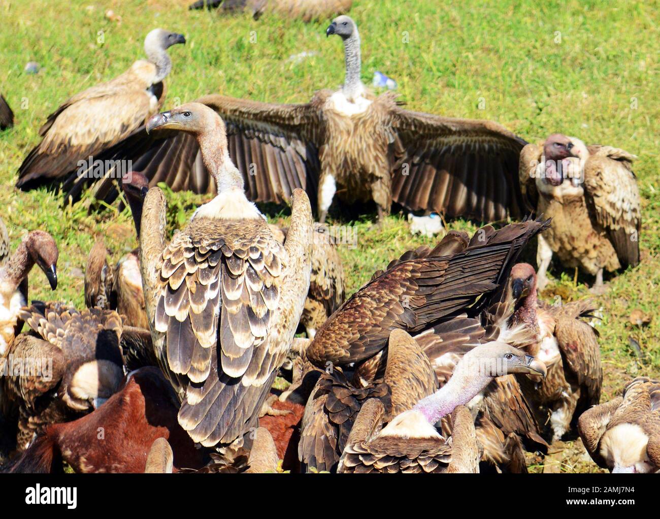Vultures scavenging hi-res stock photography and images - Alamy