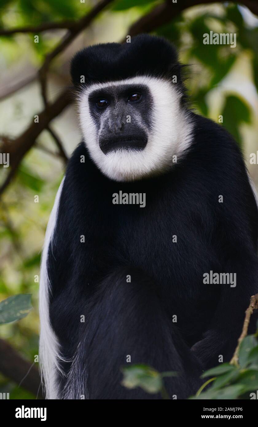 Colobus monkey in the forest in Ethiopia Stock Photo - Alamy