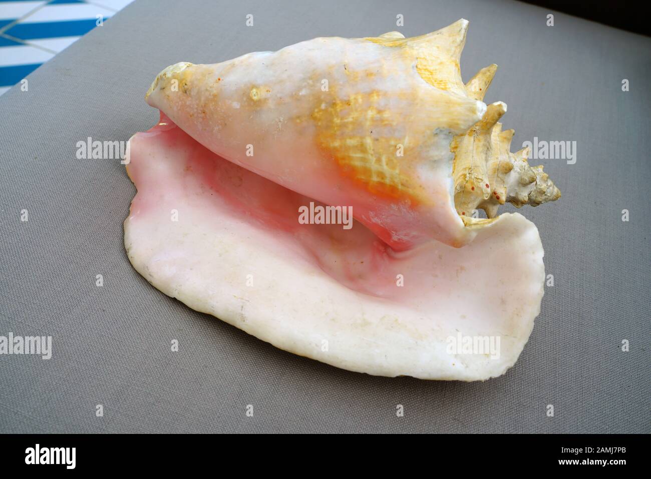Pink conch hi-res stock photography and images - Alamy