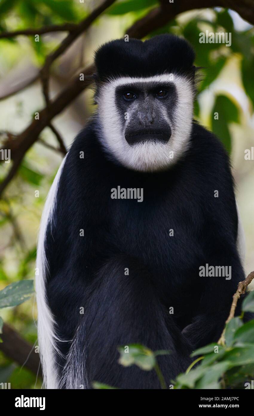 Colobus monkey in the forest in Ethiopia Stock Photo - Alamy