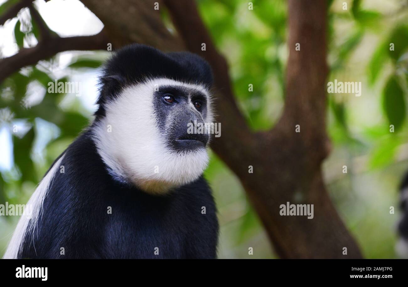 Colobus monkey in the forest in Ethiopia Stock Photo - Alamy