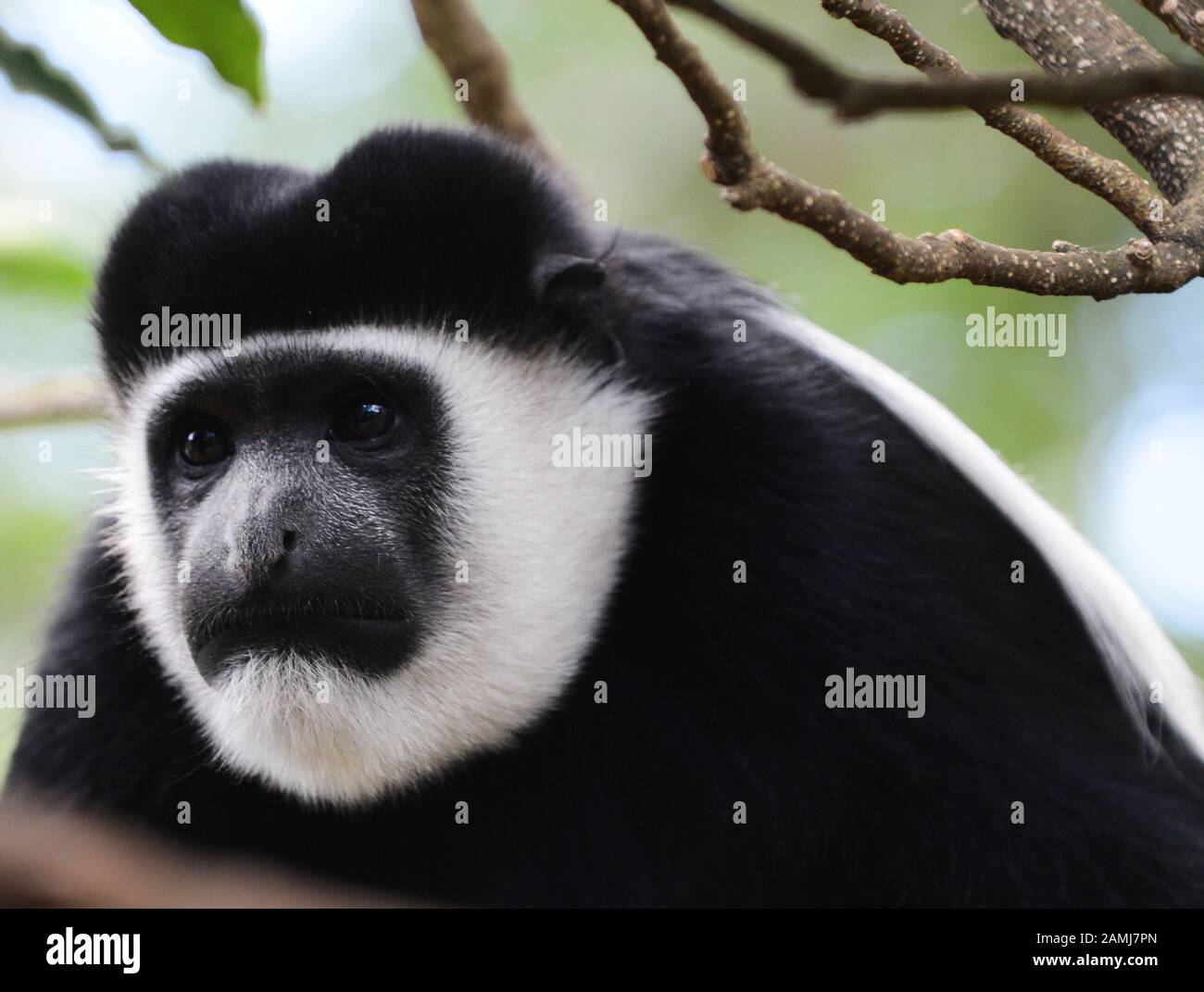 Colobus monkey in the forest in Ethiopia Stock Photo - Alamy