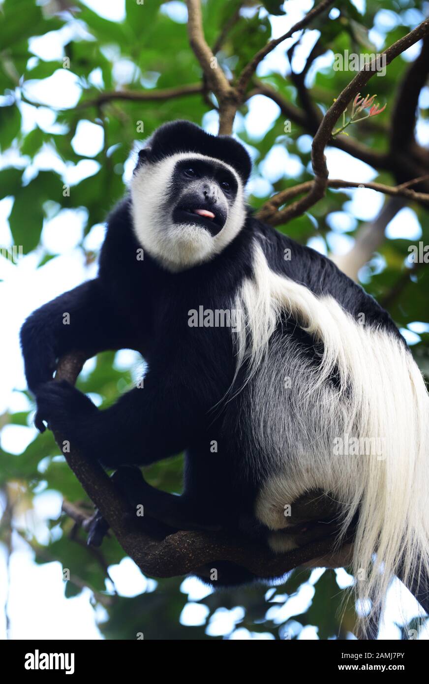 Mantled colobus guereza in hi-res stock photography and images - Alamy