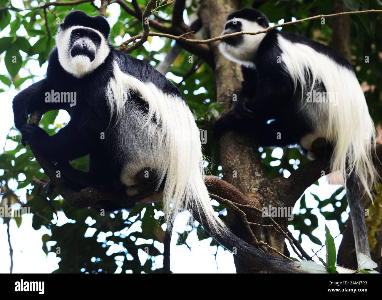 Colobus monkey in the forest in Ethiopia Stock Photo - Alamy