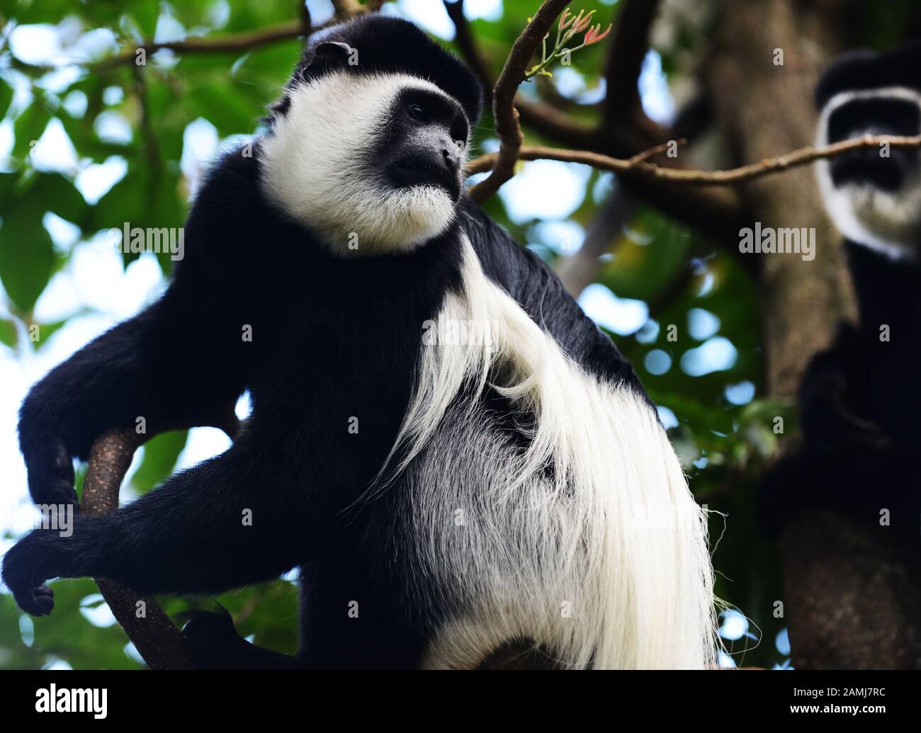 Colobus monkey in the forest in Ethiopia Stock Photo - Alamy