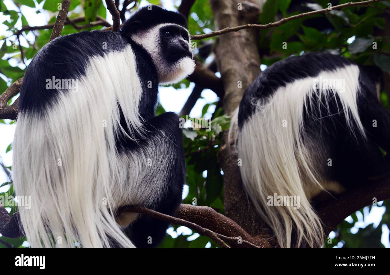Abyssinian black and white colobus hi-res stock photography and images ...