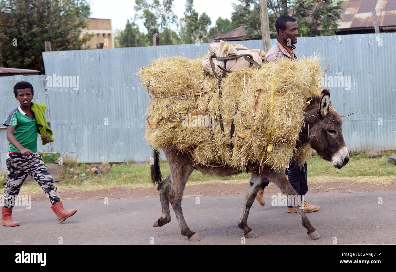 Donkey Transporting High Resolution Stock Photography and Images - Alamy