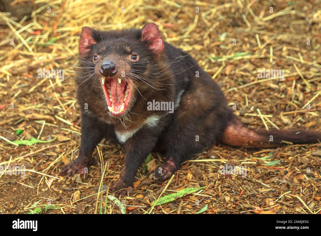 Tasmanian devil in tasmania australia hi-res stock photography and images - Alamy