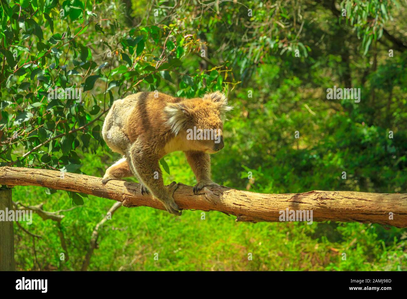 A male of koala walking on a branch of eucalyptus in the middle of the ...