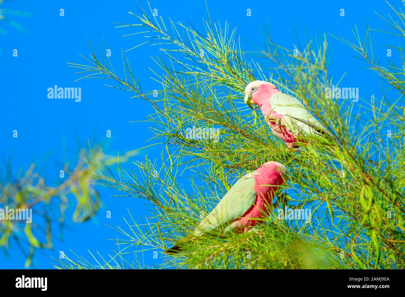 Two Australian Princess Parrot Polytelis alexandrae on a tree branch ...