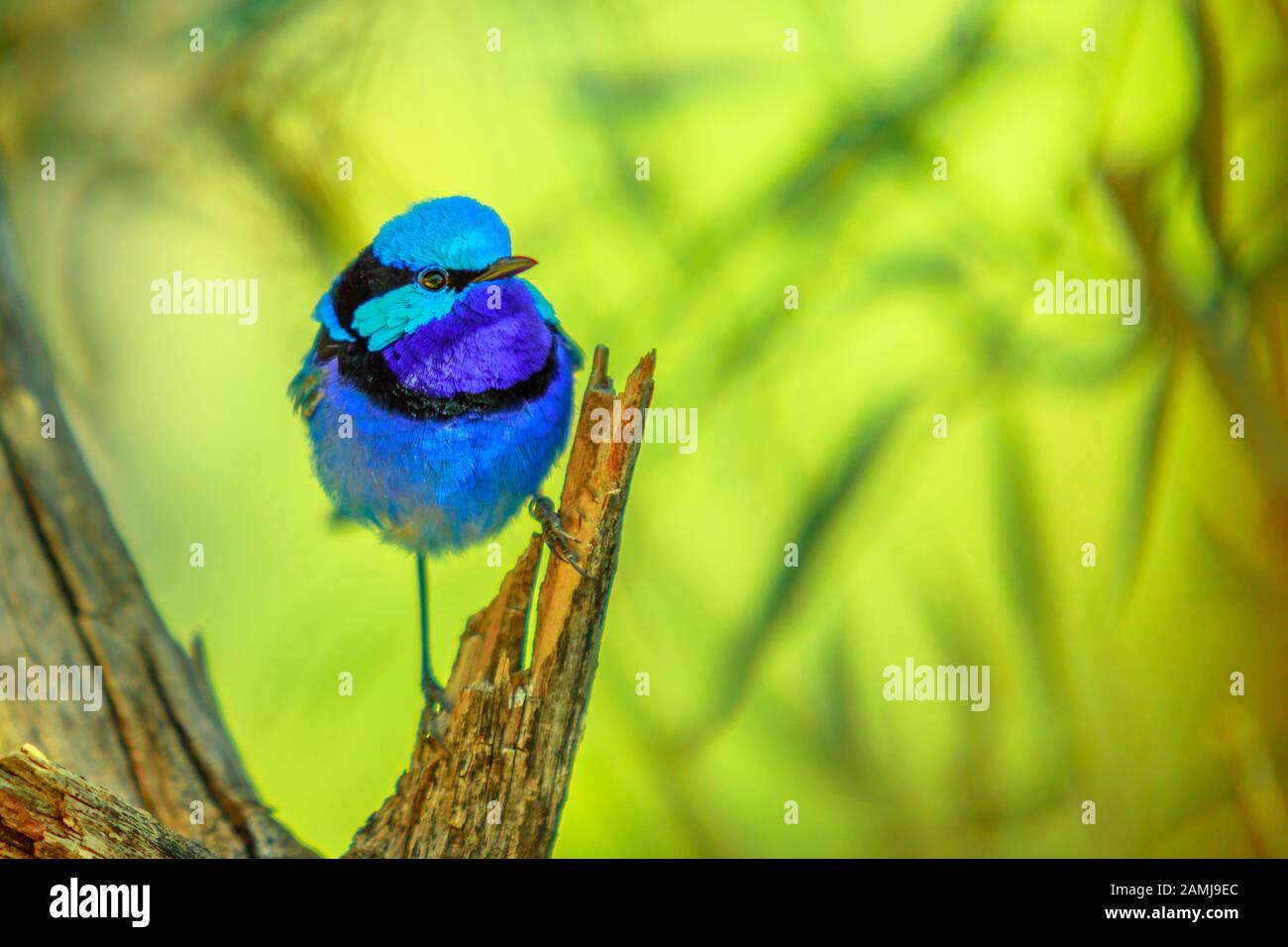 One variegated fairy wren, Malurus lamberti, lives in Australia, on a ...