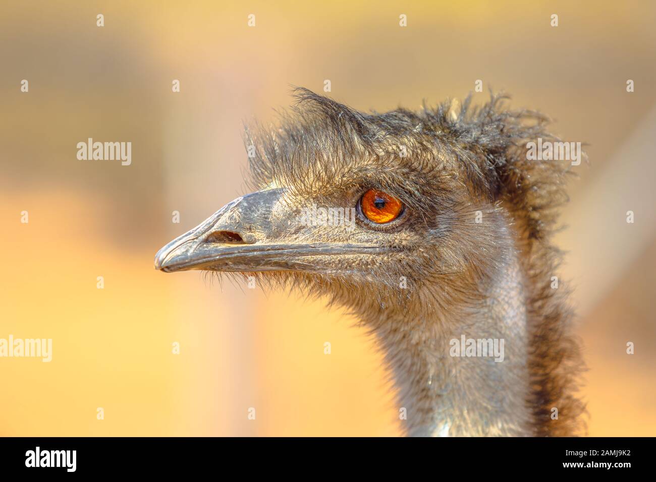 Portrait of Emu, Dromaius novaehollandiae, endemic to Australia where ...