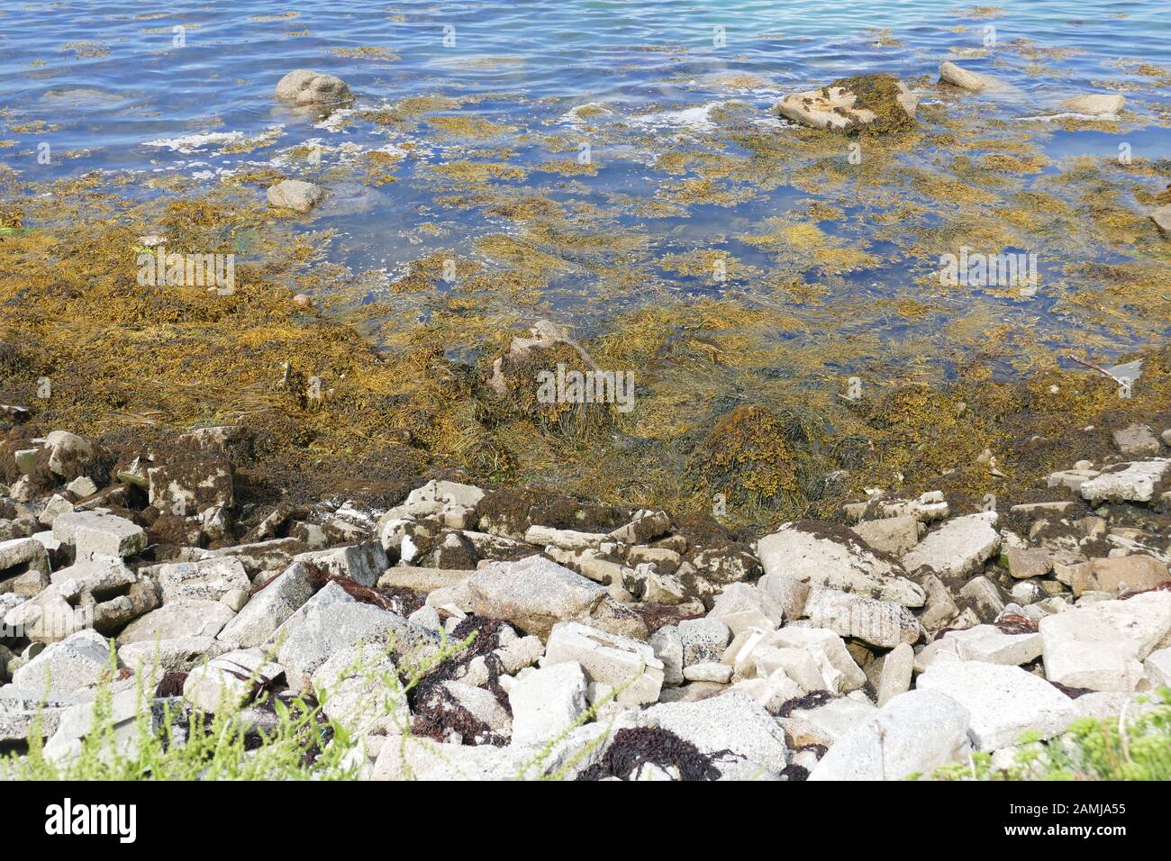 Seaweed on the rocks Stock Photo - Alamy