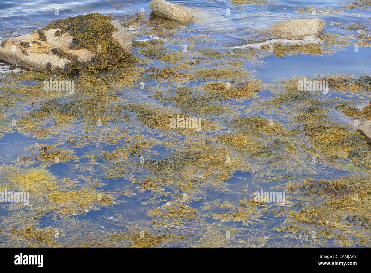 Seaweed on the rocks Stock Photo - Alamy