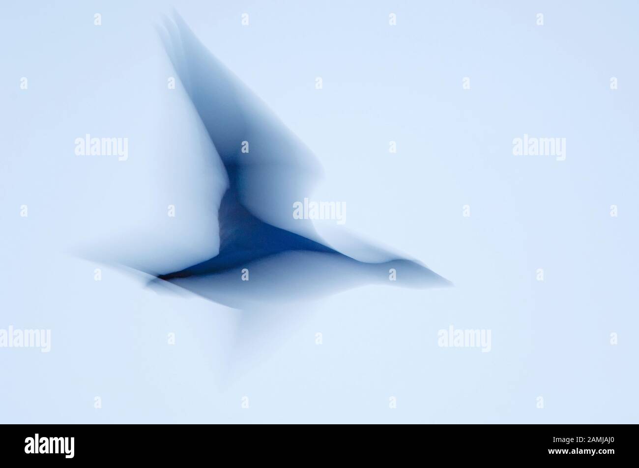 Snow geese flight abstract motion Stock Photo - Alamy