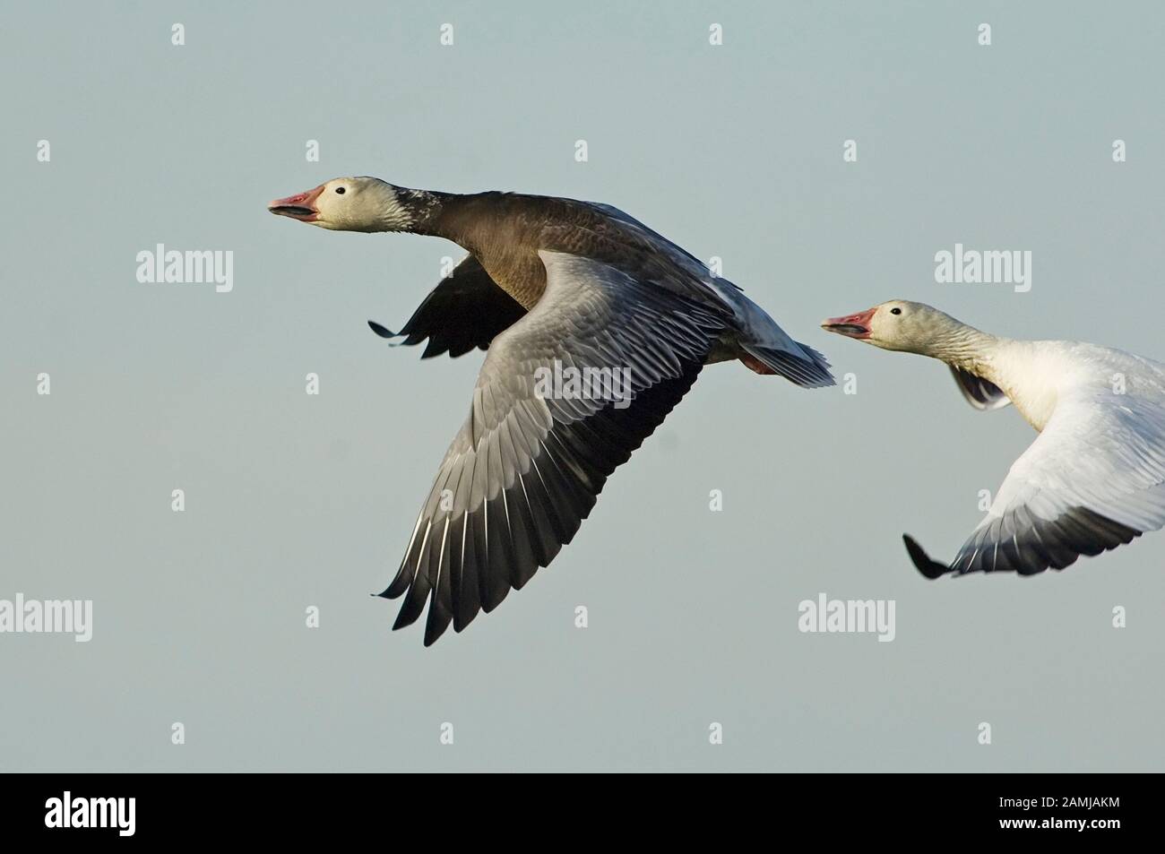 Blue goose hi-res stock photography and images - Alamy