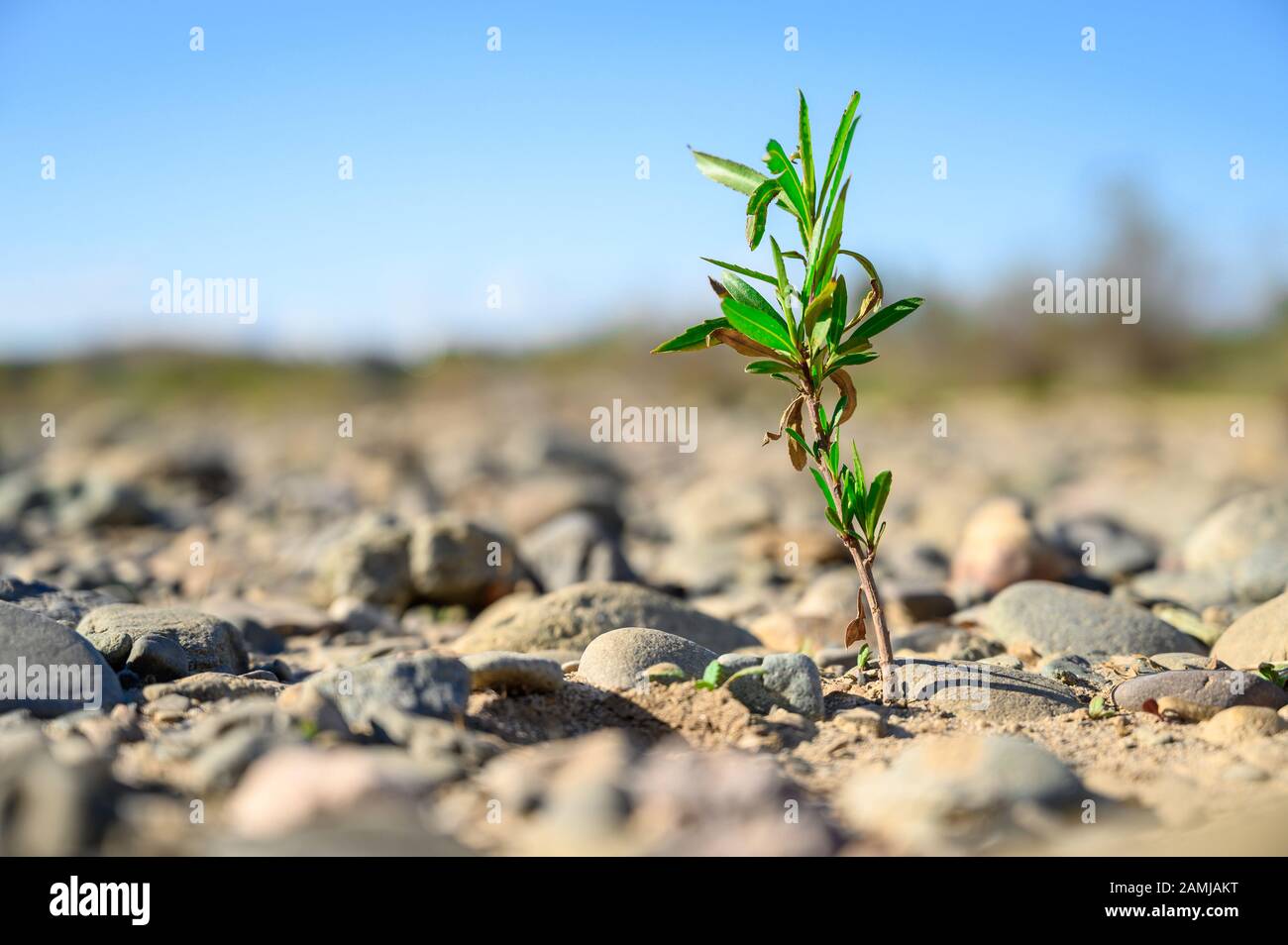 A single plant growing alone Stock Photo - Alamy