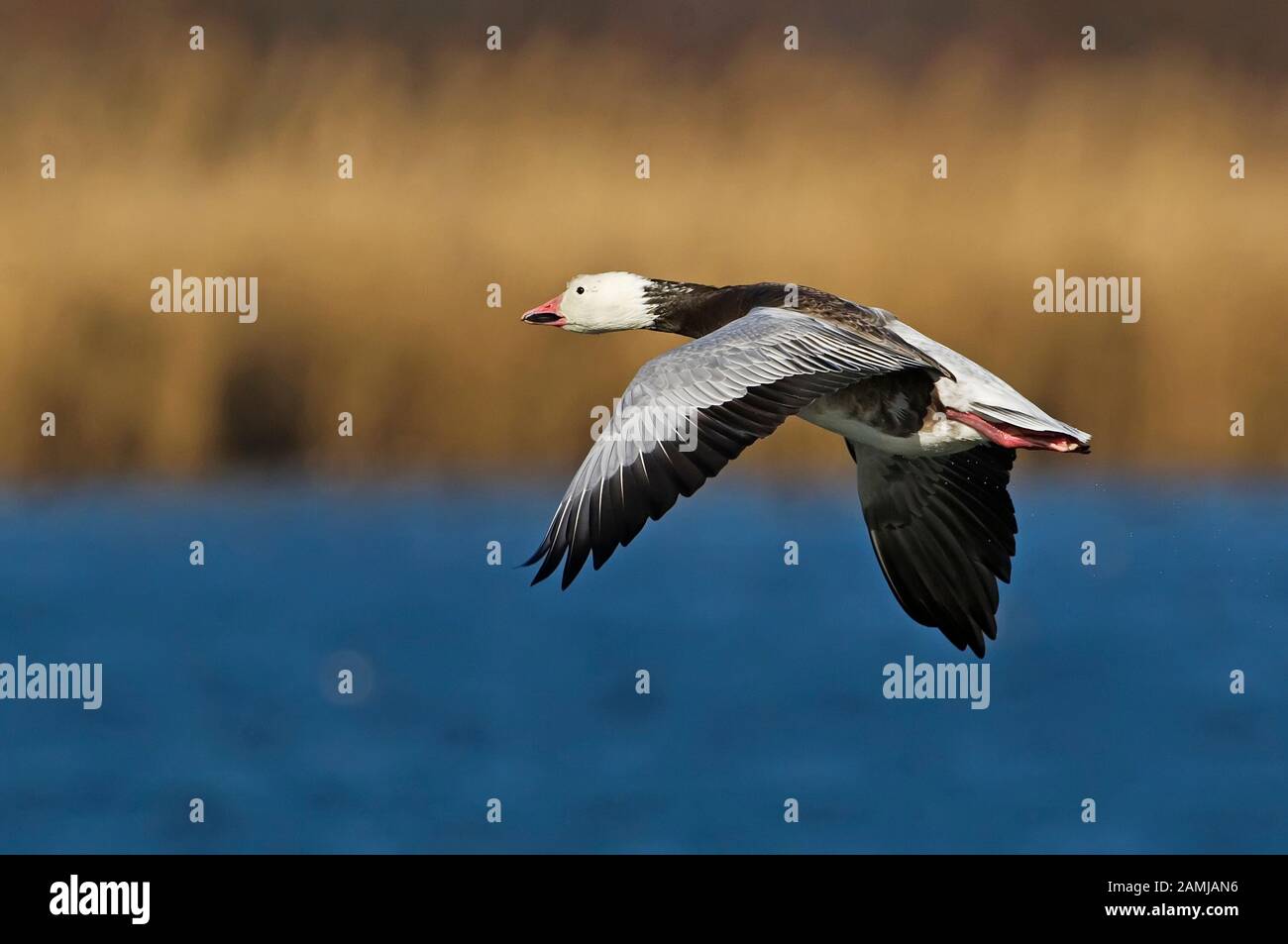 Snow goose color morph known as a blue goose in flight Stock Photo - Alamy