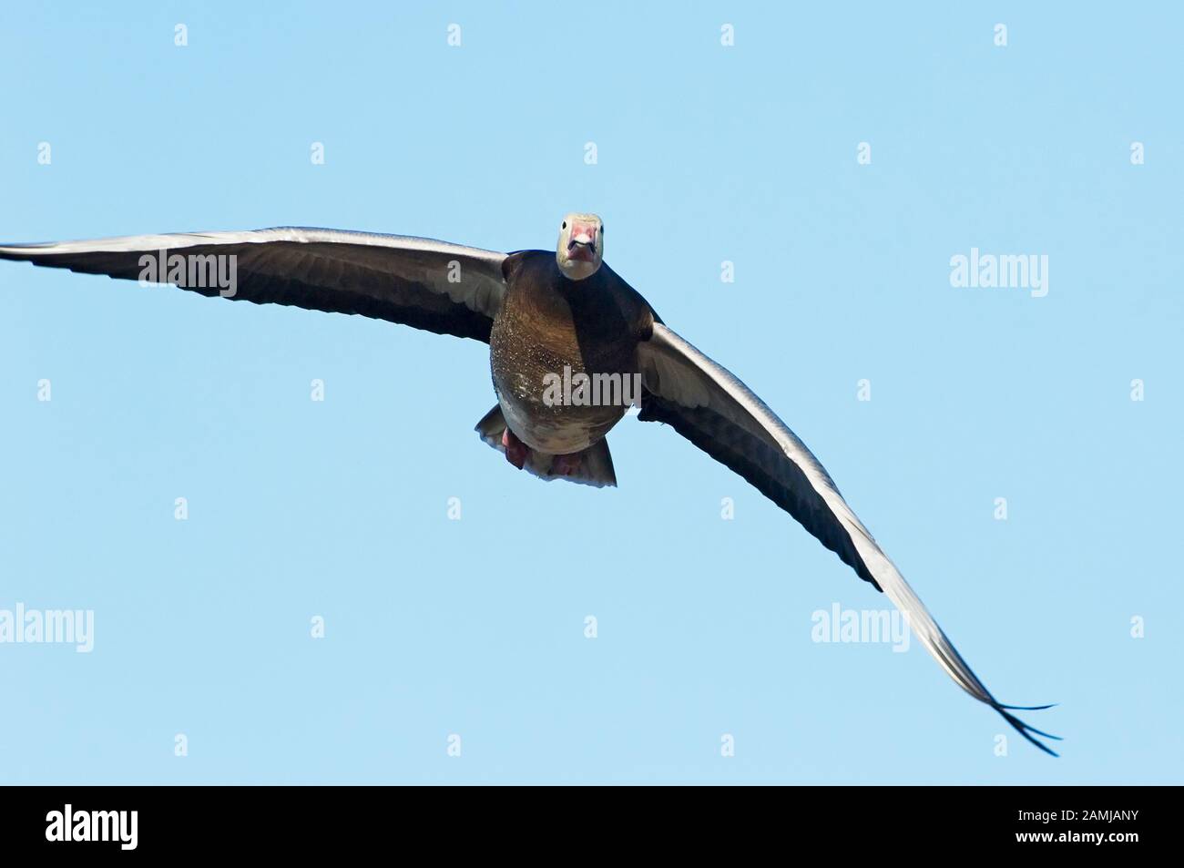 Blue goose hi-res stock photography and images - Alamy