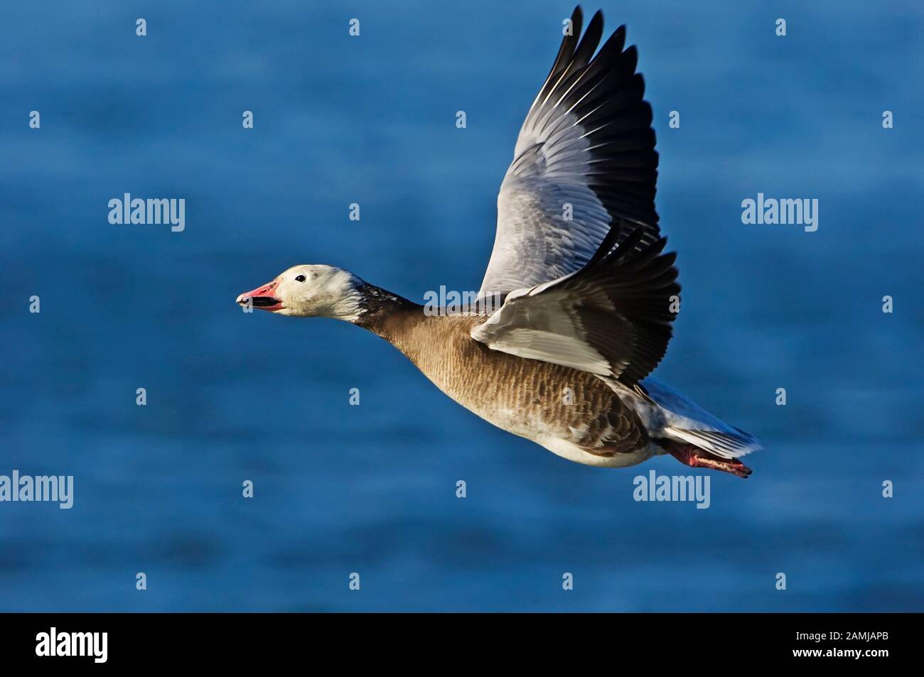Blue goose hi-res stock photography and images - Alamy