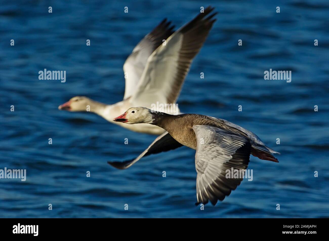 Blue goose hi-res stock photography and images - Alamy