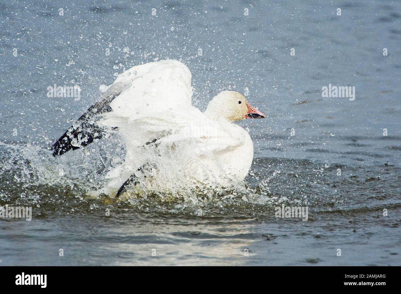 Snow Goose. Chen caerulescens. Jamaica Bay, Gateway New York. Snow ...