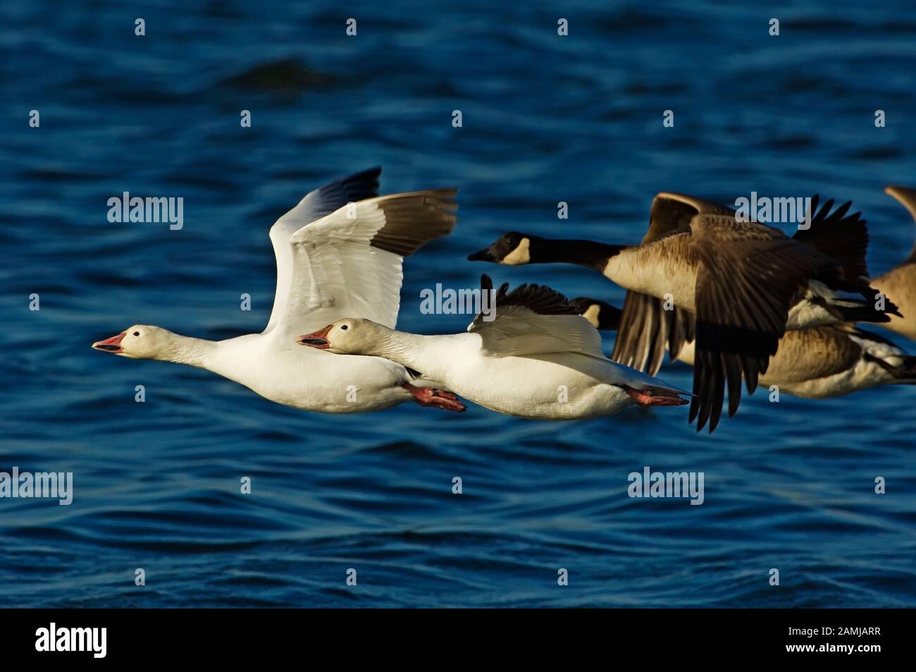 Flight of geese hi-res stock photography and images - Alamy