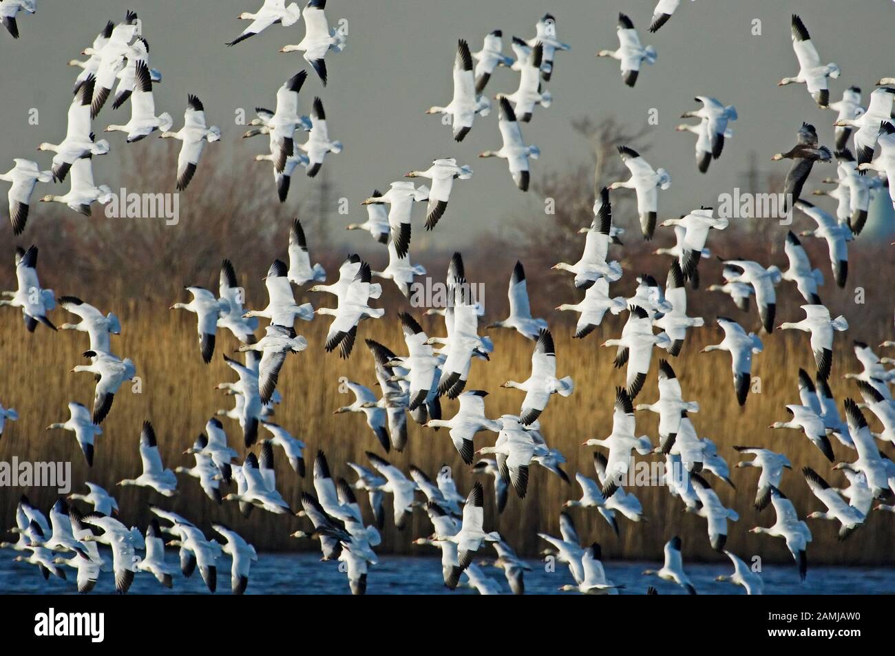 Snow Geese. Chen caerulescens. Jamaica Bay, Gateway New York. Flock of ...