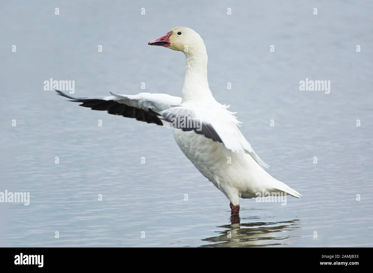 Snow Geese. Chen caerulescens. Jamaica Bay, Gateway New York. Snow ...
