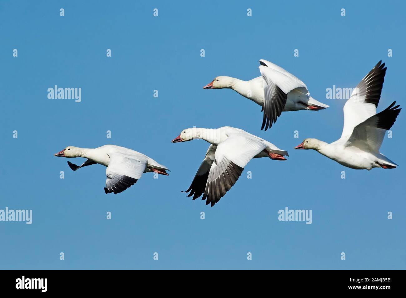 Snow Goose Flying