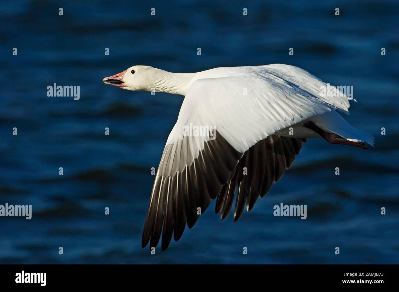 Flying snow goose hi-res stock photography and images - Alamy