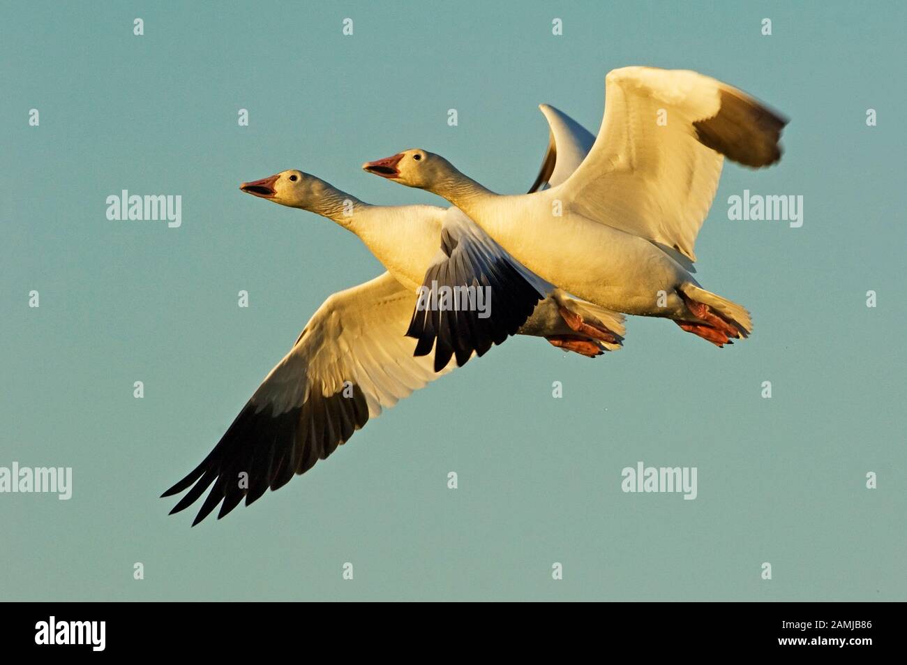 Snow goose flight Stock Photo - Alamy