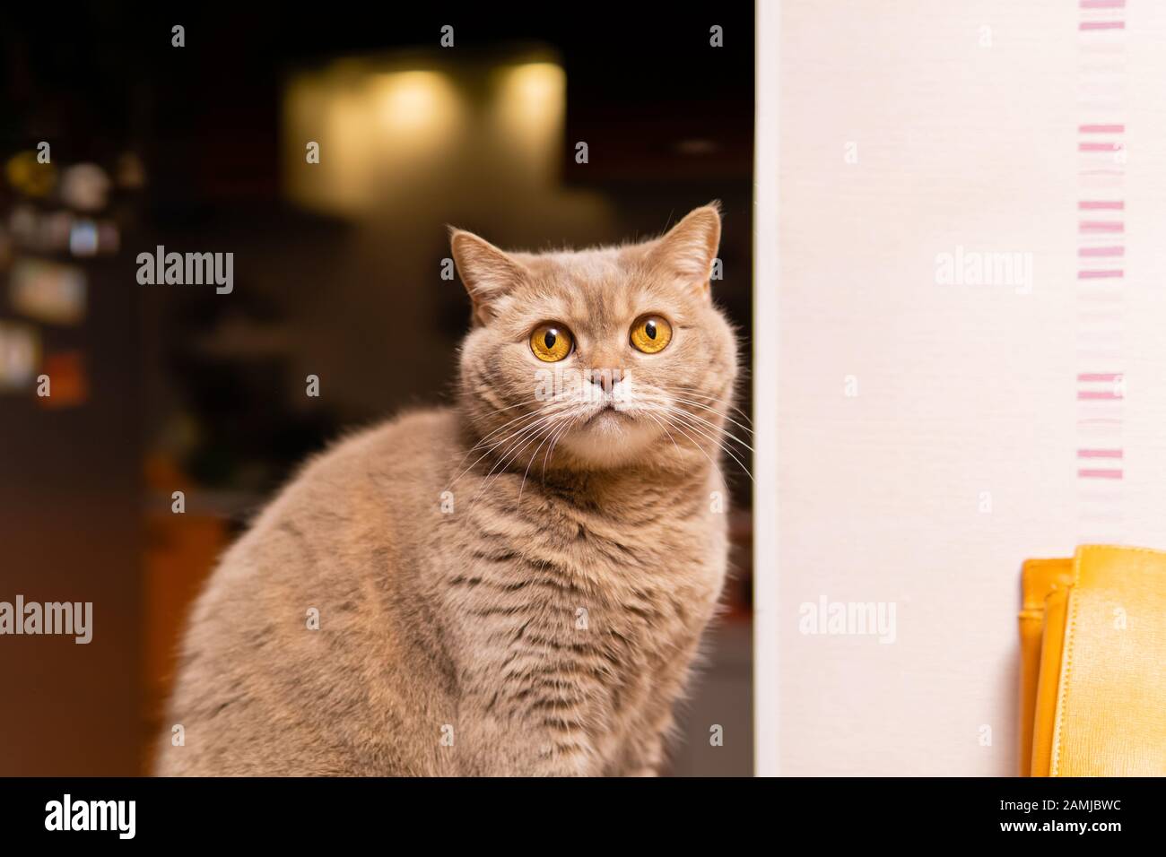 cute scottish straight cat looks in bewilderment Stock Photo - Alamy