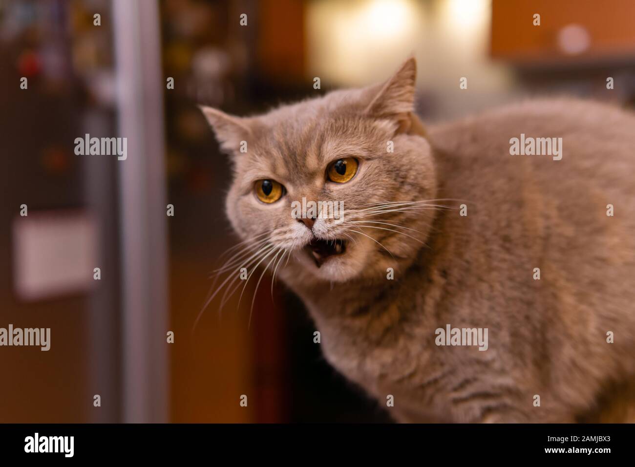 cute scottish straight cat meows with a displeased expression on his ...