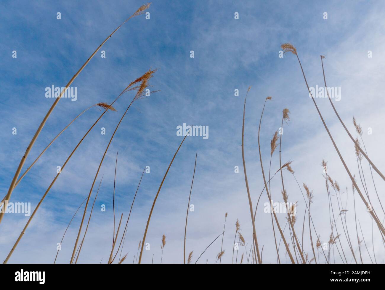 Reeds and marsh plants hi-res stock photography and images - Alamy