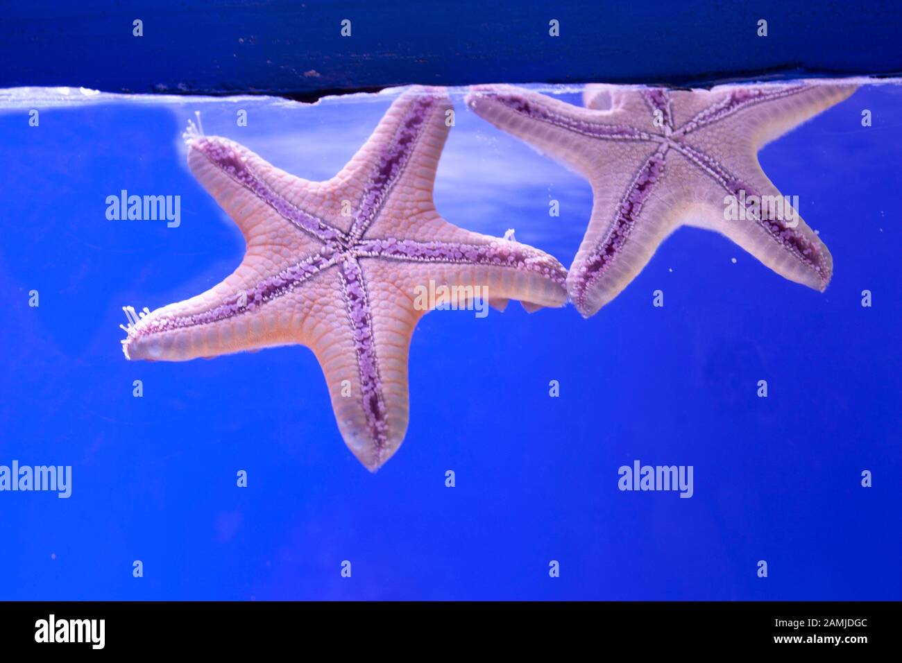 Live starfish in supine position underwater on a blue background Stock ...