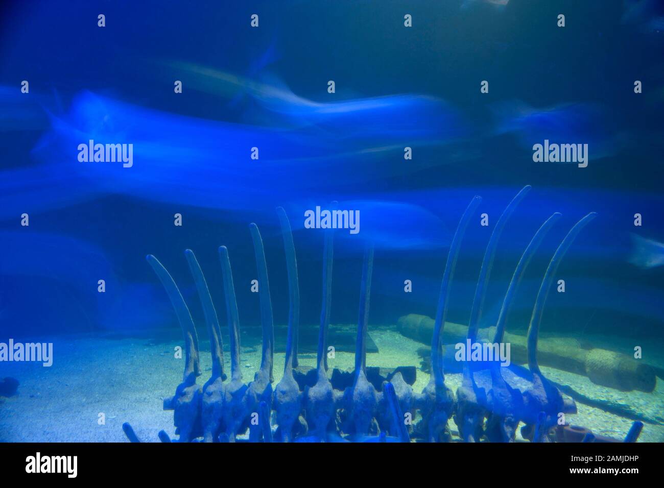 underwater skeletons of ribs surrounded by fish moving underwater Stock ...