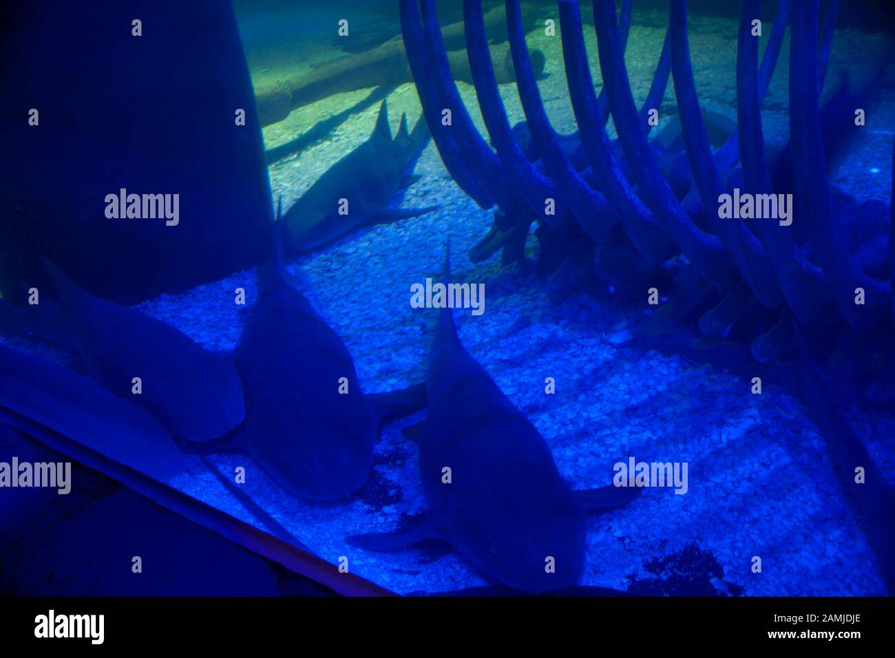underwater skeleton large ribs next to sleeping sharks Stock Photo - Alamy