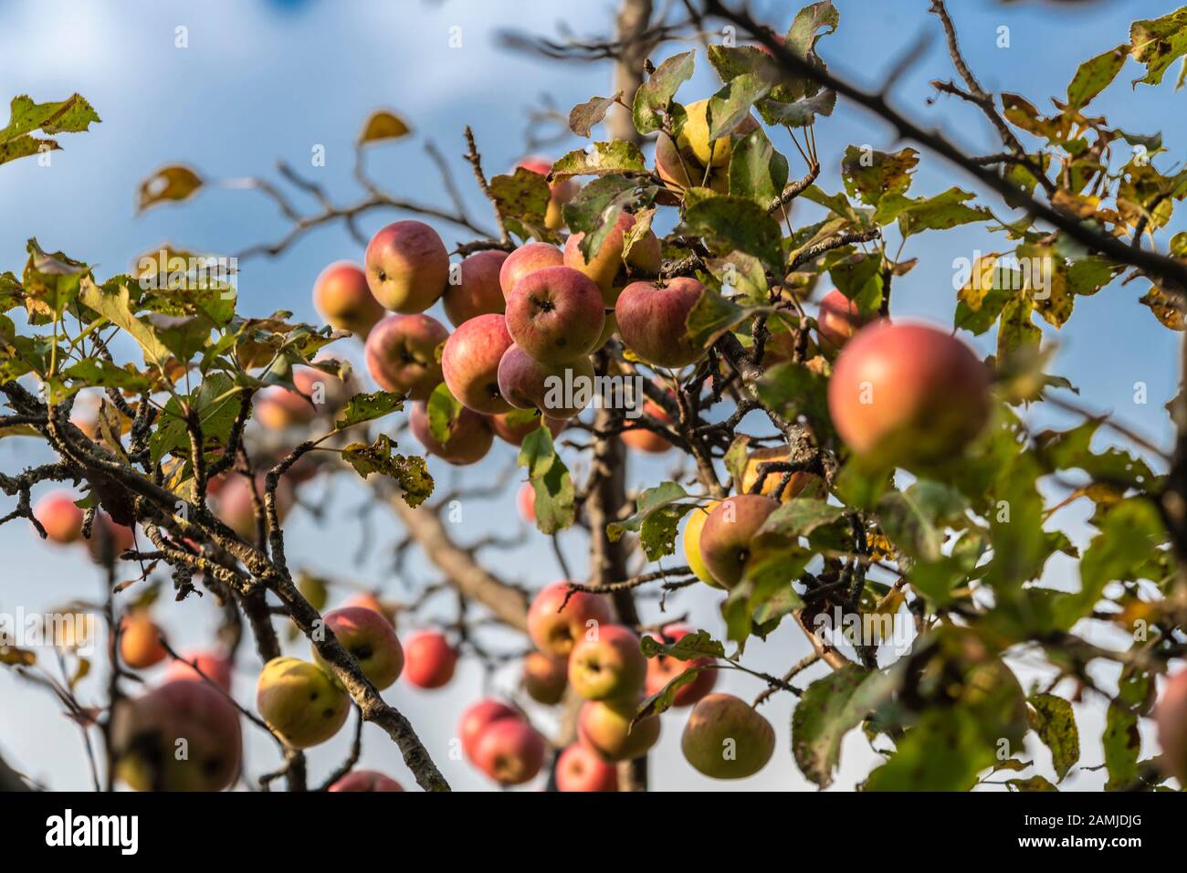 Wild apples on a tree in the abandoned orchard Stock Photo - Alamy