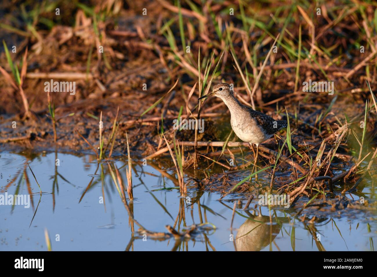 The wood sandpiper (Tringa glareola) is a small wader. This Eurasian ...
