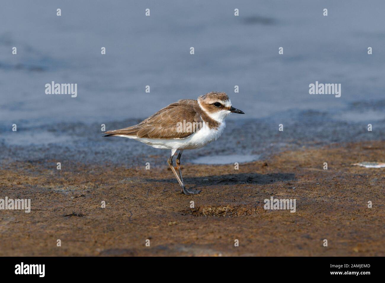 The Malaysian plover (Charadrius peronii) is a small wader that nests ...