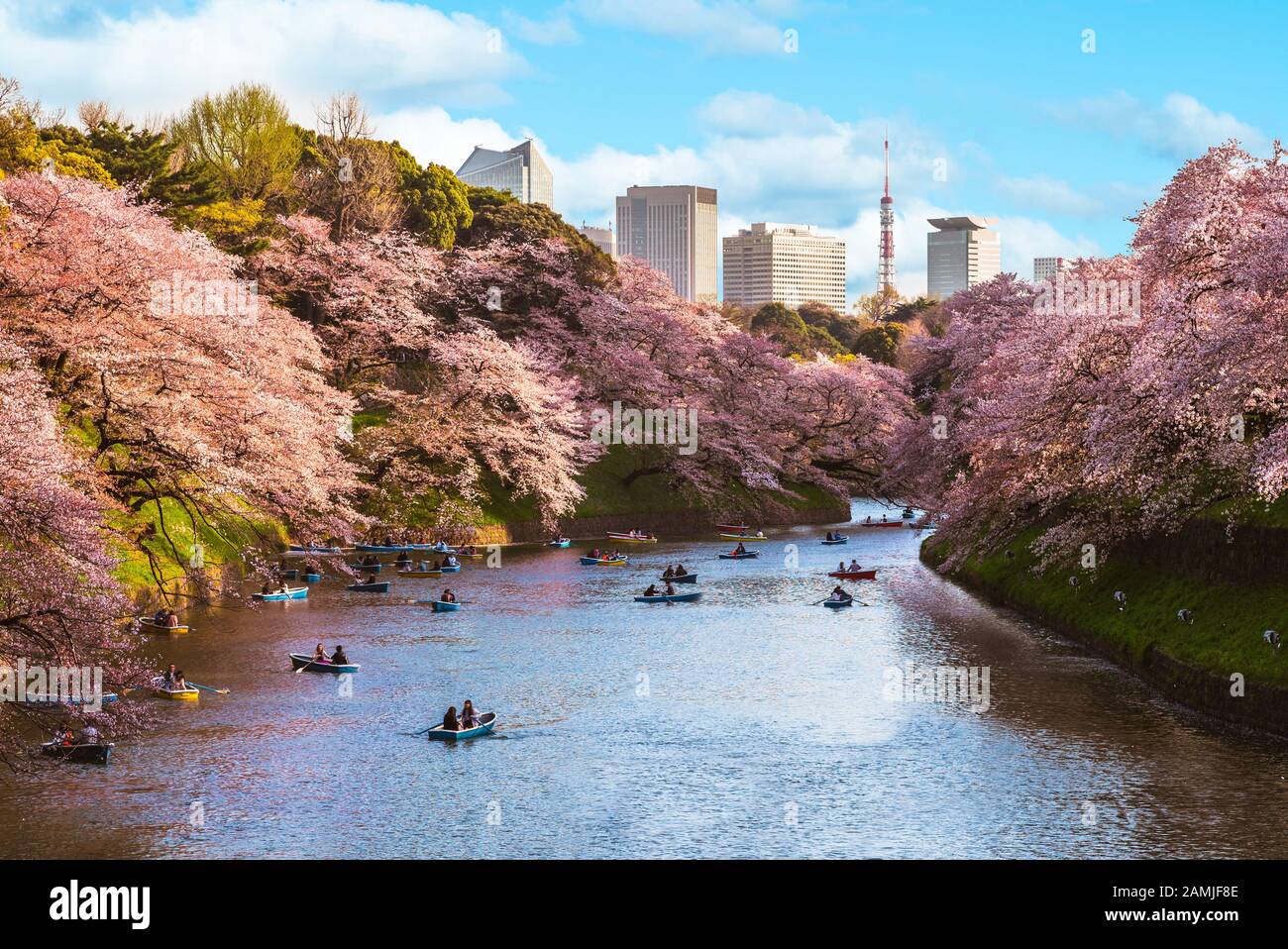 cherry blossom at chidori ga fuchi, tokyo, japan Stock Photo - Alamy