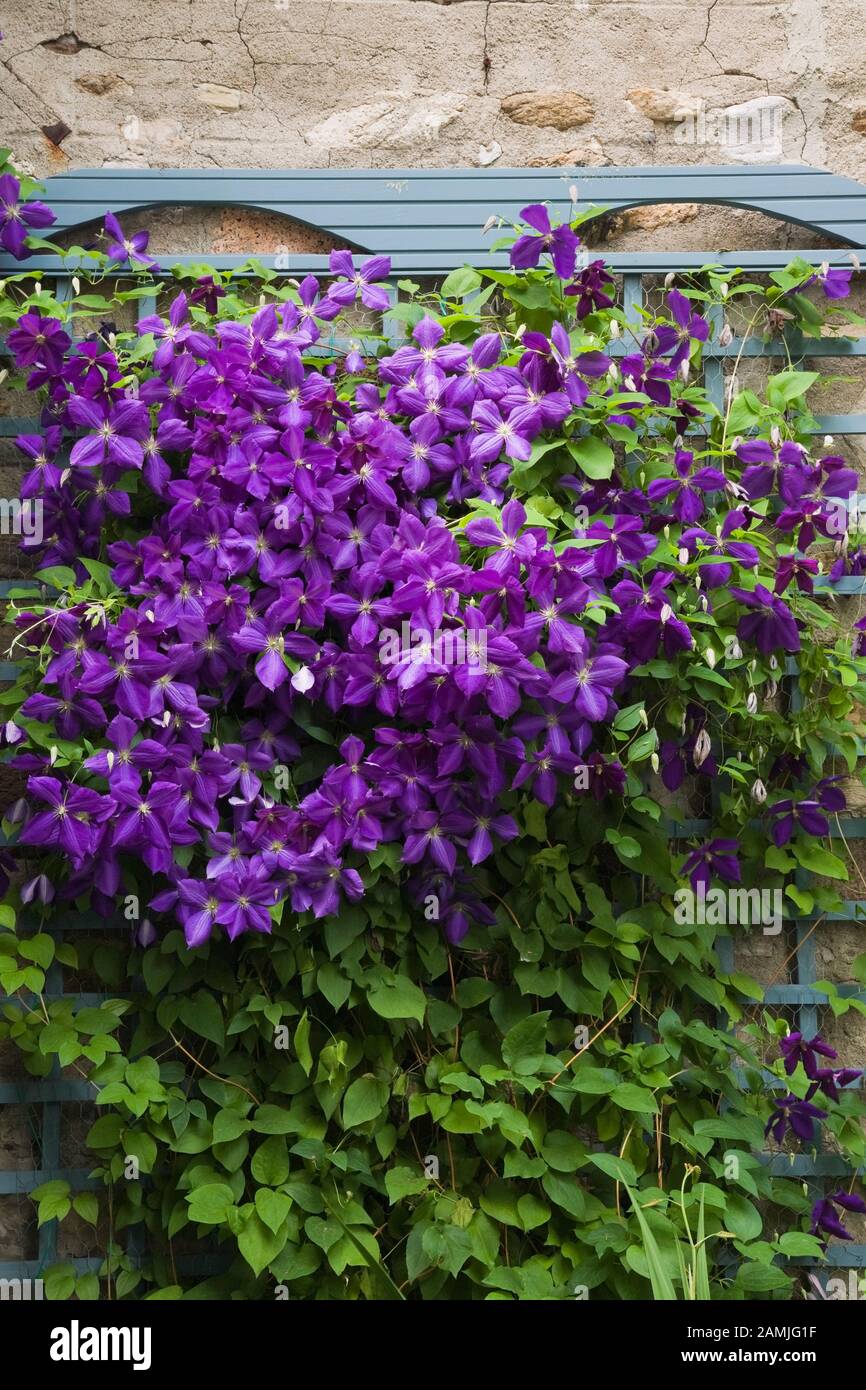 Trellis Garden Clematis High Resolution Stock Photography and Images ...