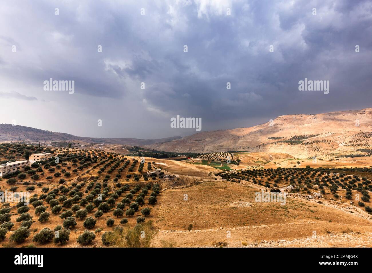 Land of olive trees hi-res stock photography and images - Alamy