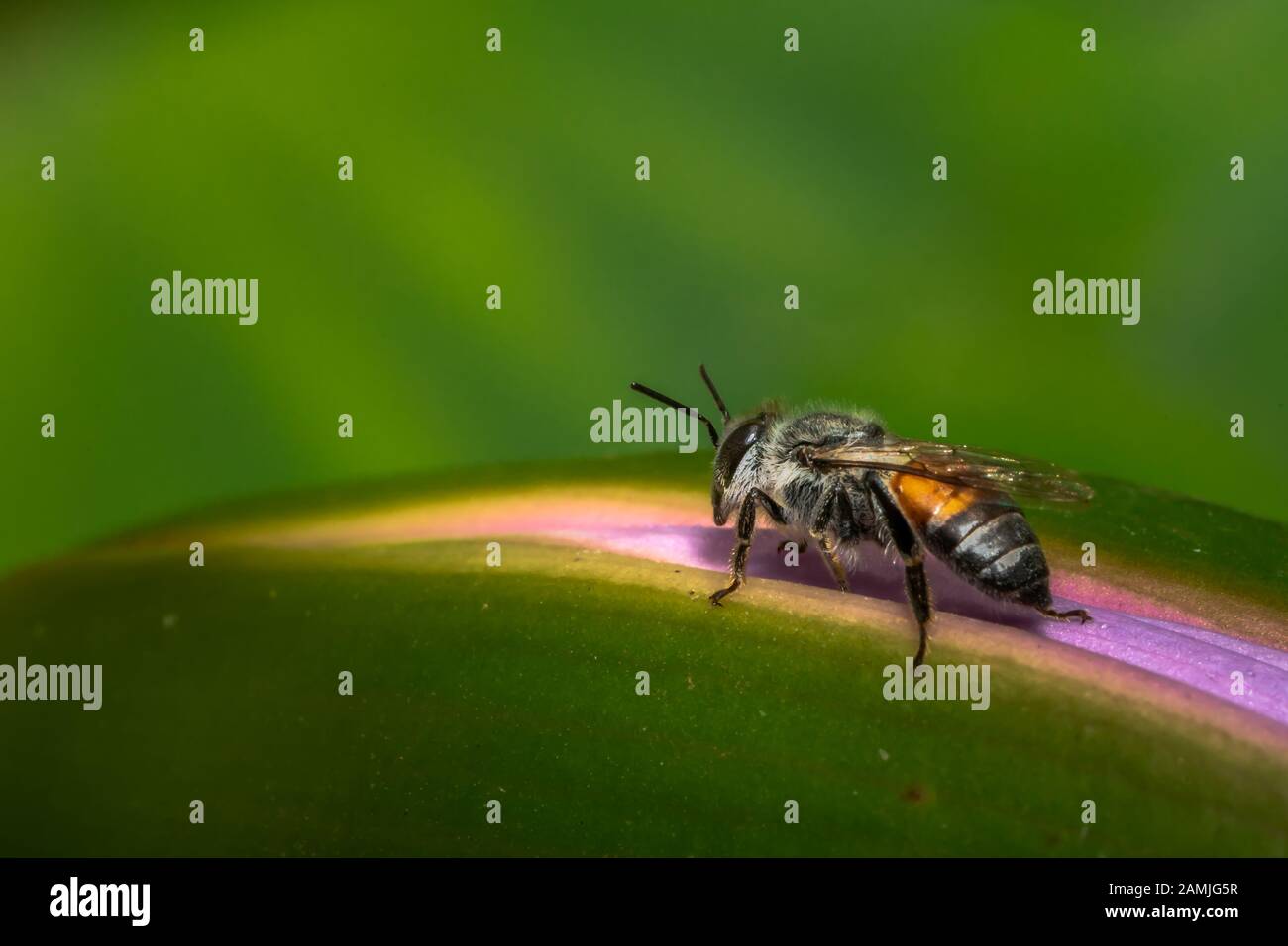 Honey bee resting on a water lily bud in nature composition Stock Photo ...